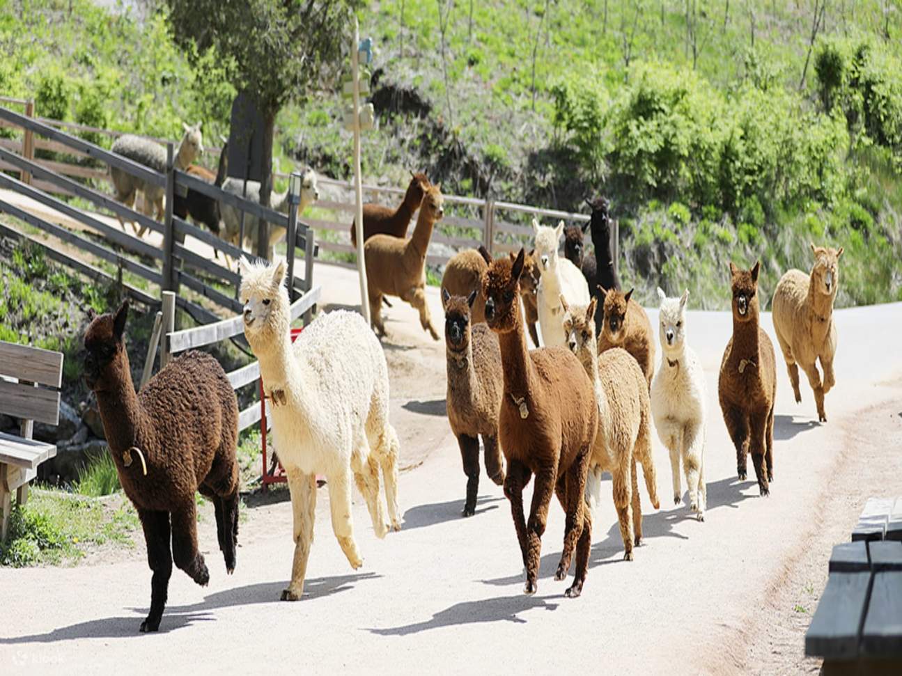 [From Vivaldi] Nami-Island & Alpaca World Half-Day Tour - Klook United ...